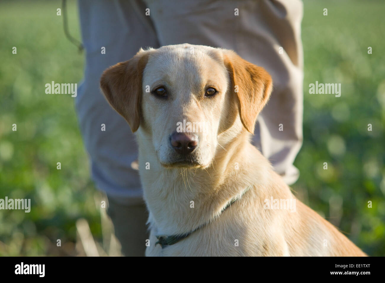 A Yellow Labrador Retriever dog sat with its owner on a pheasant shoot ...