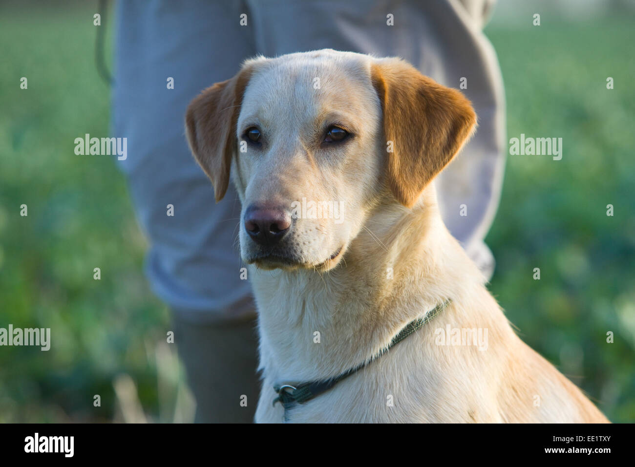 A Yellow Labrador Retriever dog sat with its owner on a pheasant shoot ...