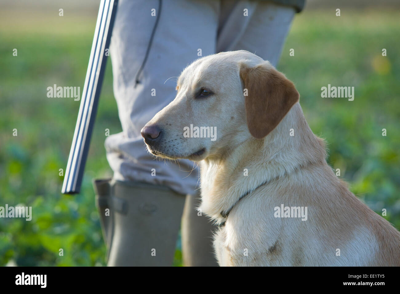 A Yellow Labrador Retriever dog sat with its owner on a pheasant shoot ...