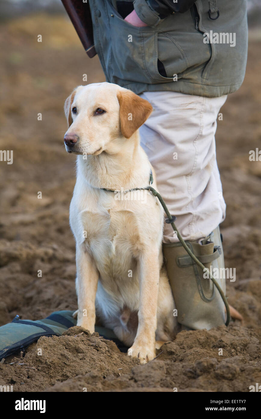 A Yellow Labrador Retriever dog sat with its owner on a pheasant shoot ...