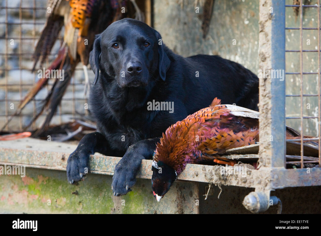 A Black Labrador Retriever working dog laying down with dead pheasants ...