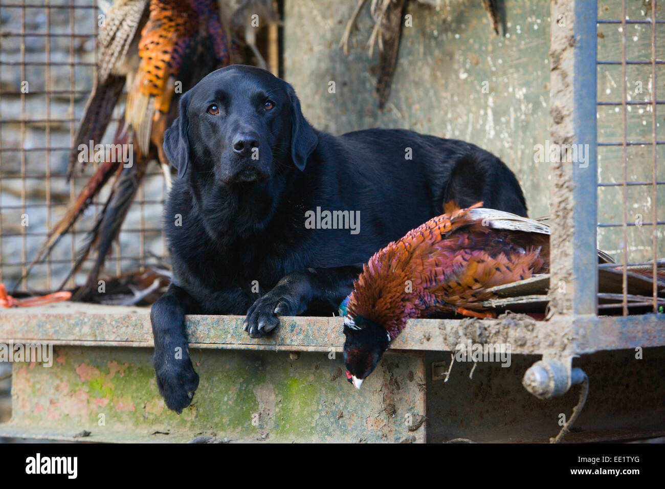 A Black Labrador Retriever working dog laying down with dead pheasants ...