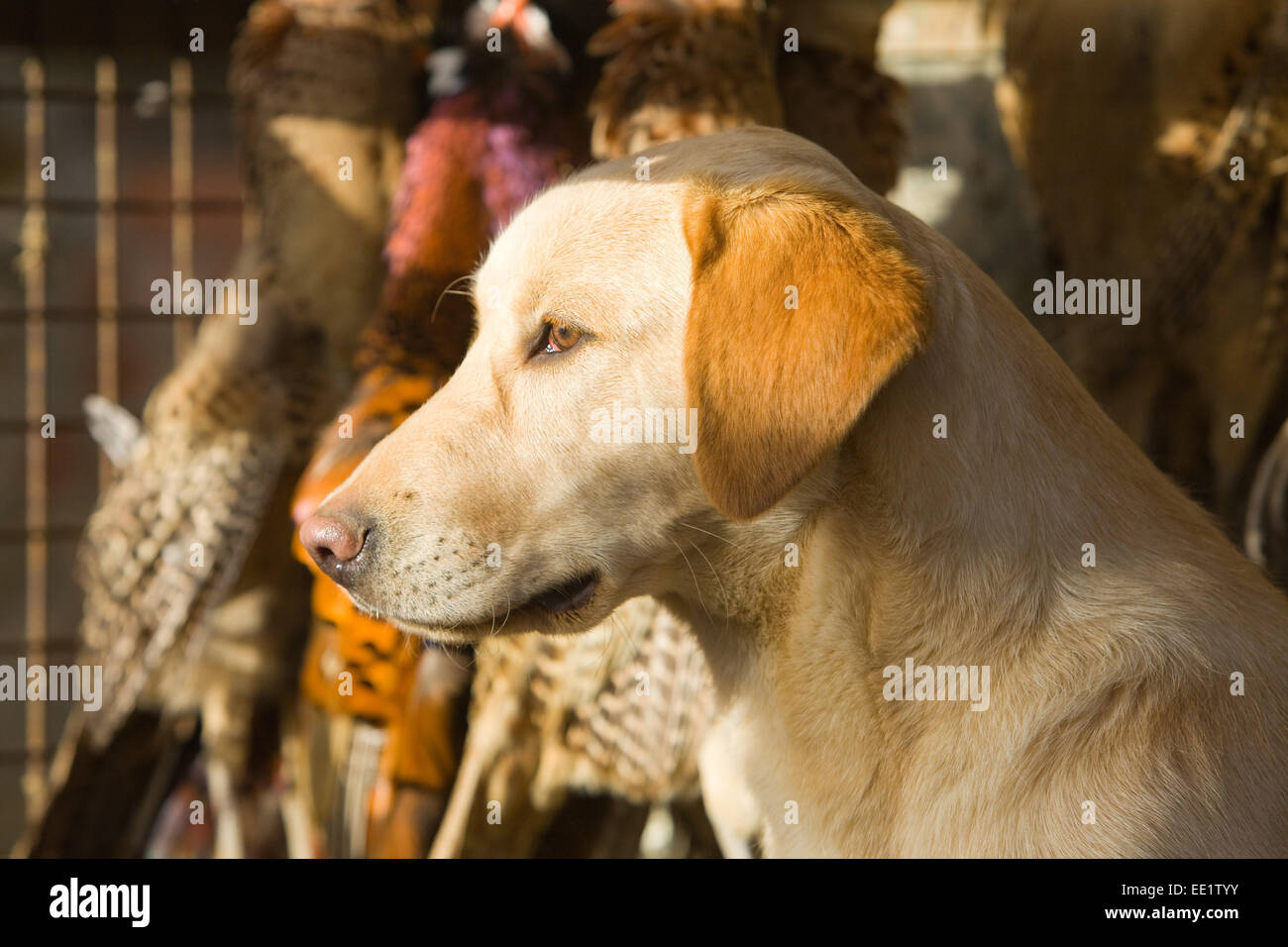 A Labrador Retriever working dog sat with pheasants hanging in the ...