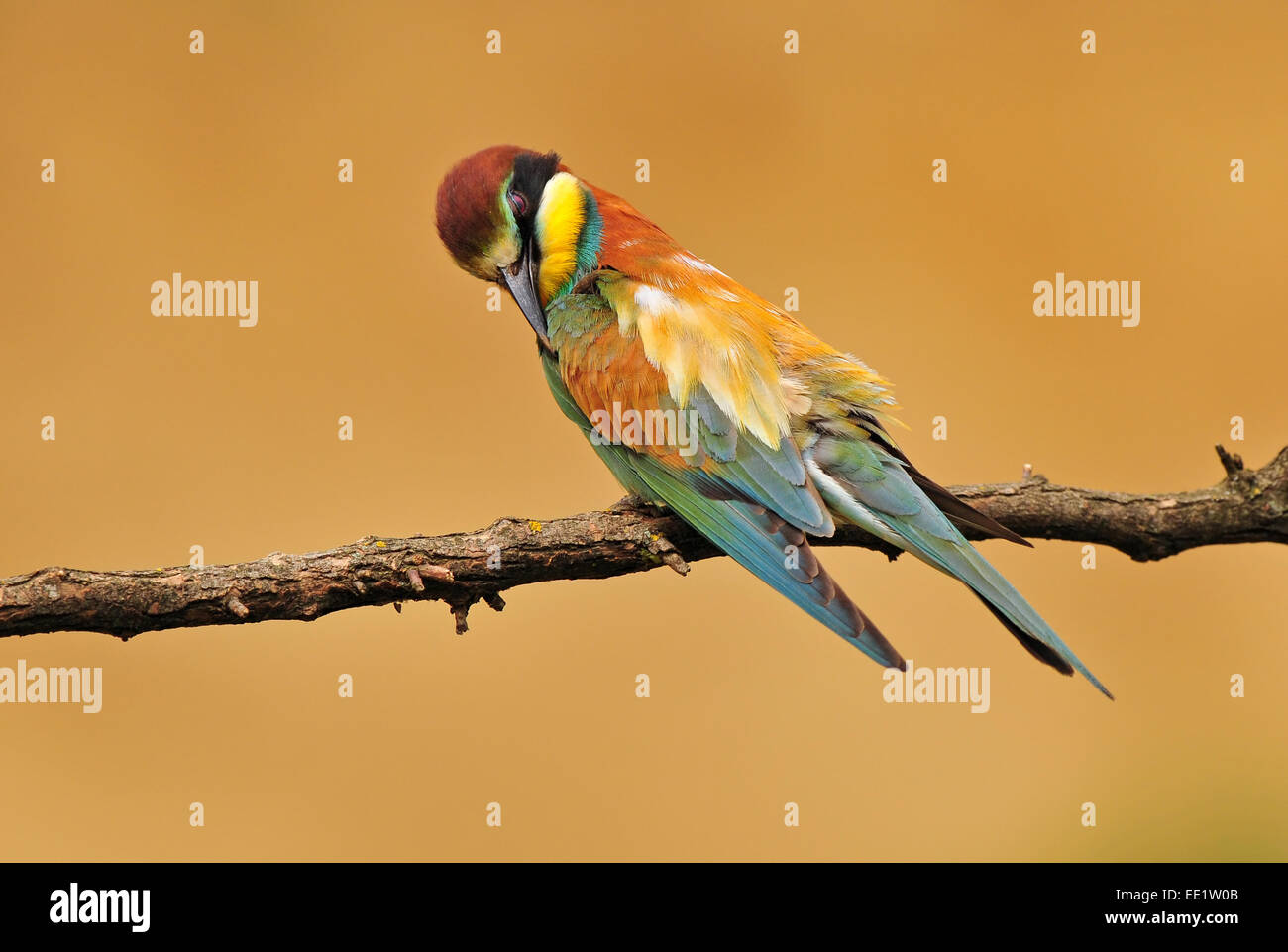 Bird feather cleaning hi-res stock photography and images - Alamy
