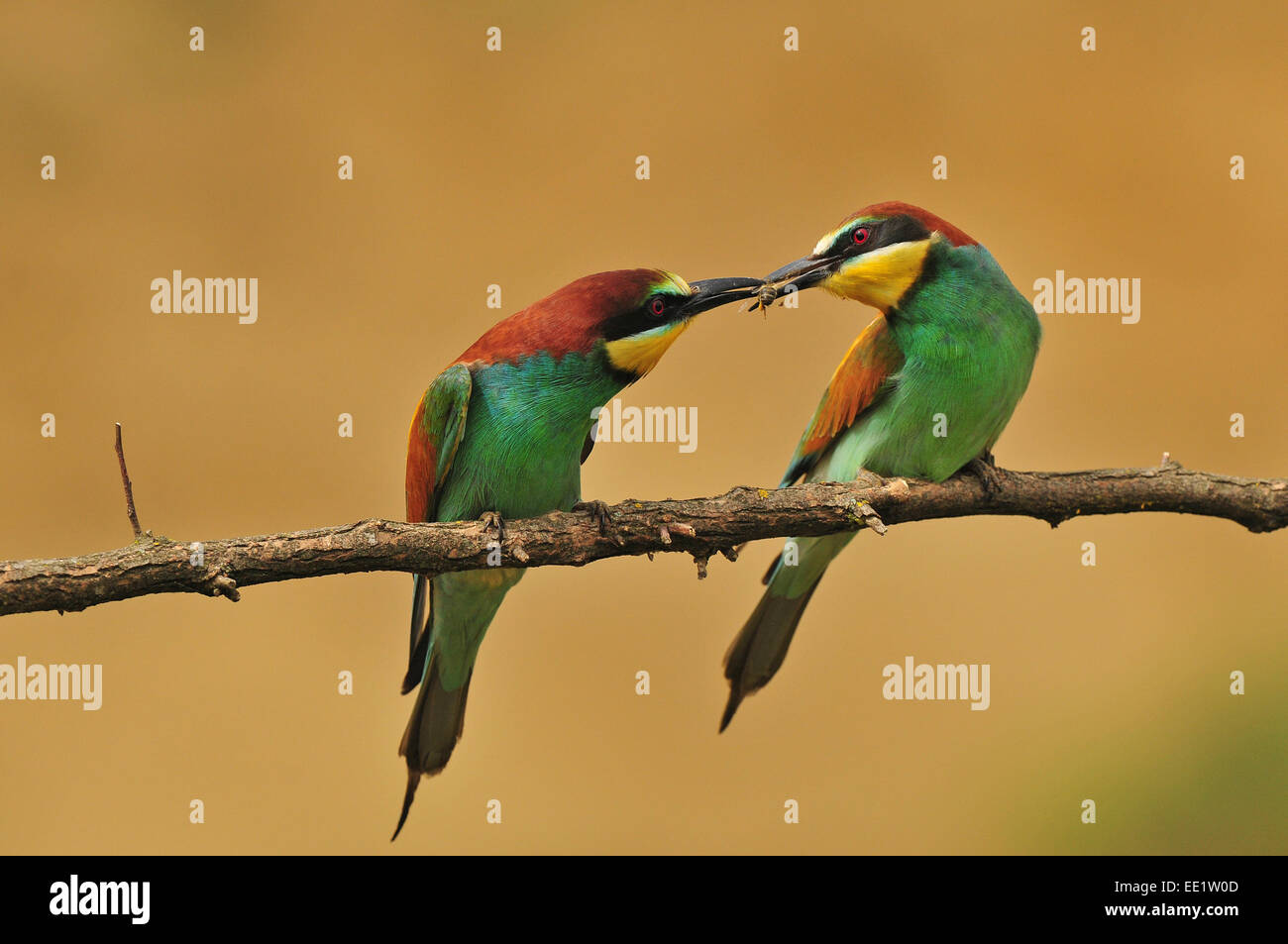 Bee duo hi-res stock photography and images - Alamy