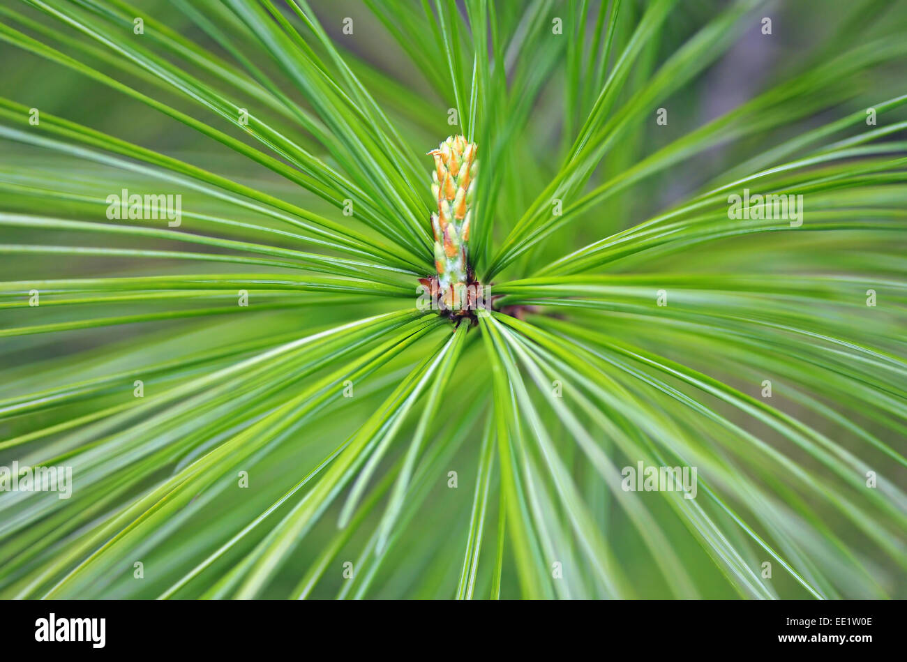 Nature background - coniferous tree detail Stock Photo - Alamy