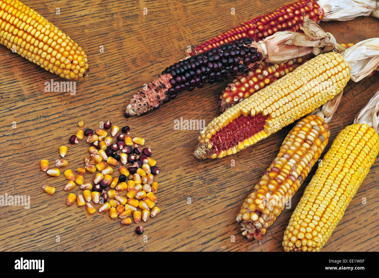 Agriculture farm corn hi-res stock photography and images - Alamy
