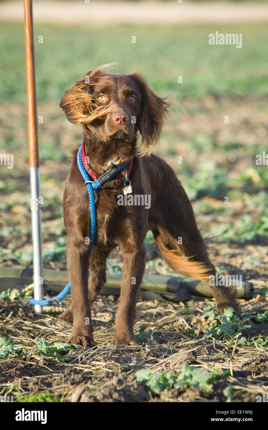 A Spanlab or Labradinger or Springador dog - a Labrador crossed with an ...