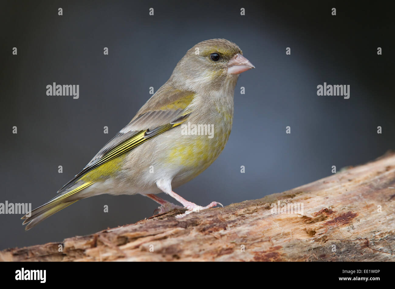 Greenfinch fauna hi-res stock photography and images - Alamy