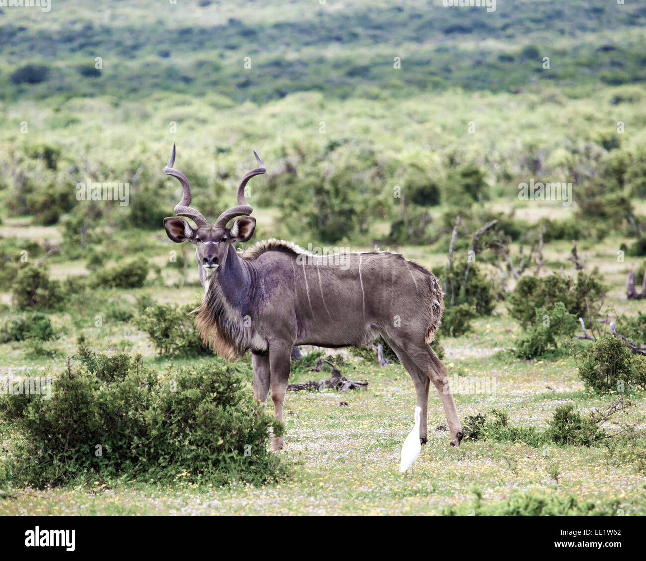 Kudu bull standing in the wild African bush Stock Photo - Alamy