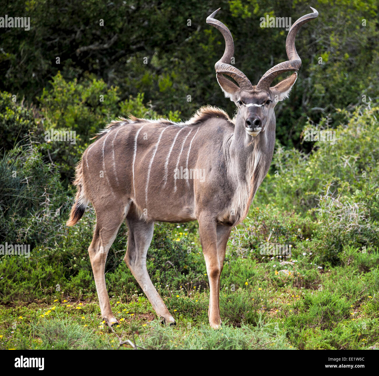 Kudu bull standing in the wild African bush Stock Photo - Alamy