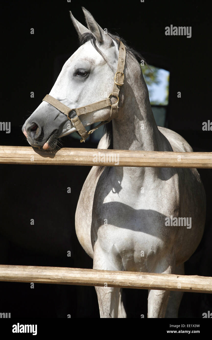 Portrait of a thoroughbred gray arabian horse. Beautiful purebred ...