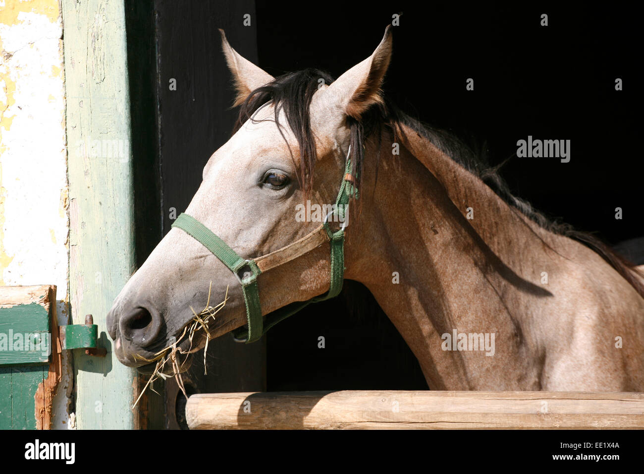 Portrait of a thoroughbred gray arabian horse. Beautiful purebred ...