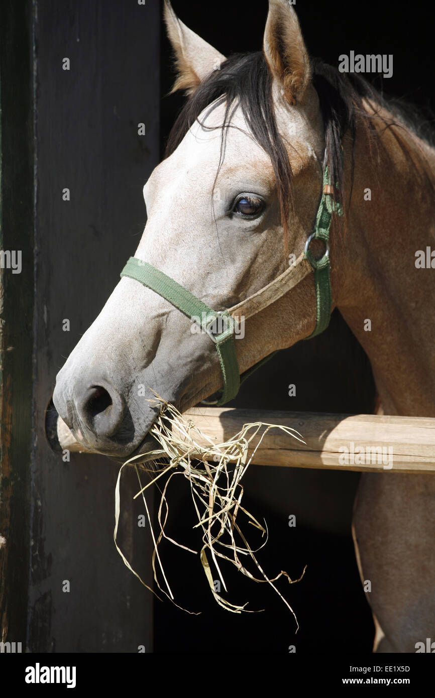Portrait of a thoroughbred gray arabian horse. Beautiful purebred ...