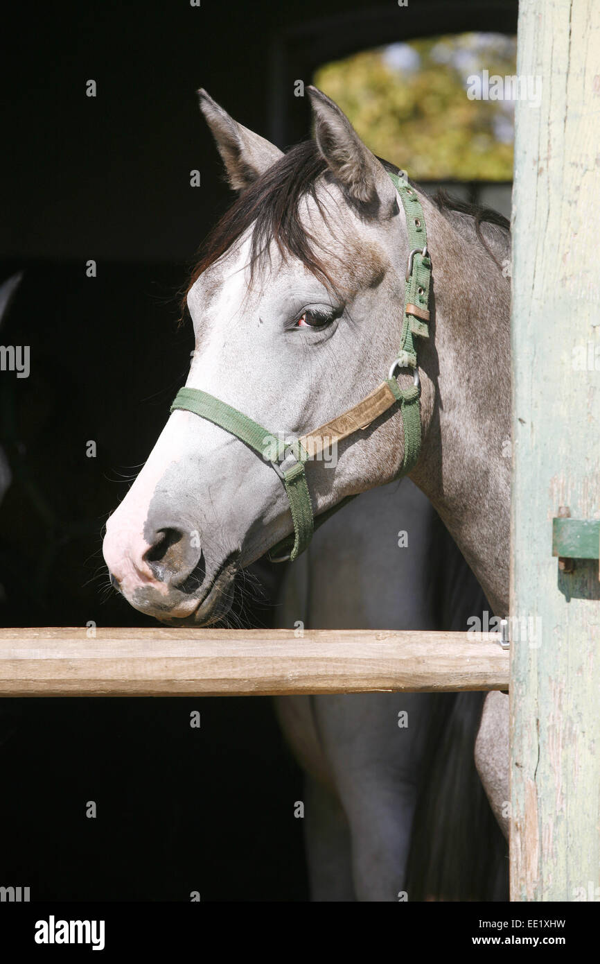 Portrait of a thoroughbred gray arabian horse. Beautiful purebred ...