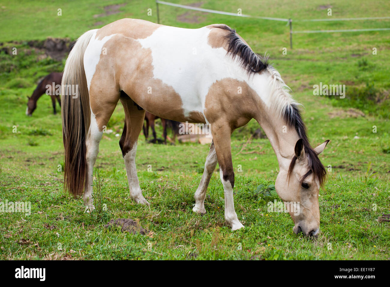 Horse feeding on grass in a paddock Stock Photo - Alamy