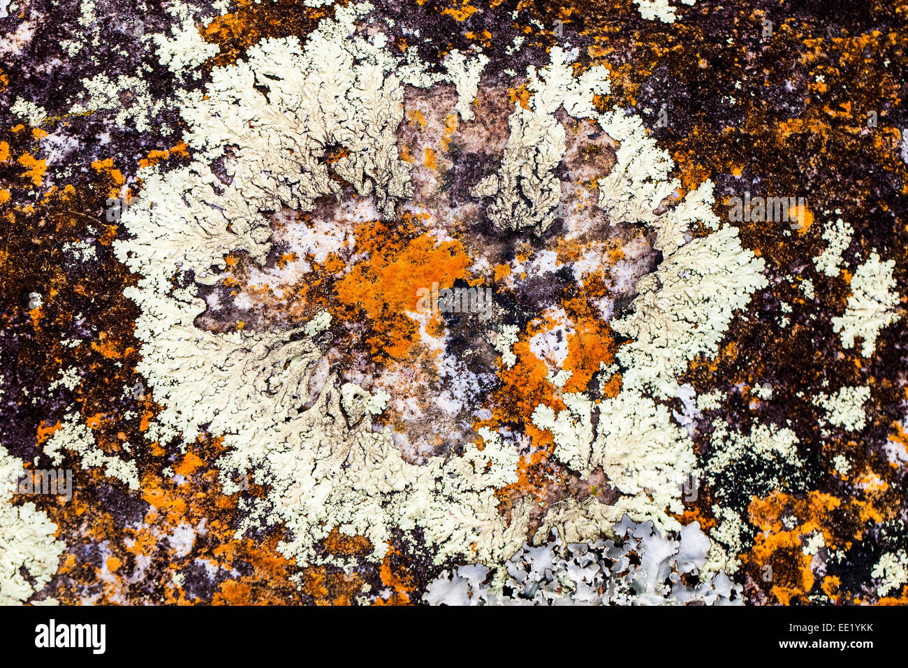 Colourful fungi growing on a rock Stock Photo - Alamy