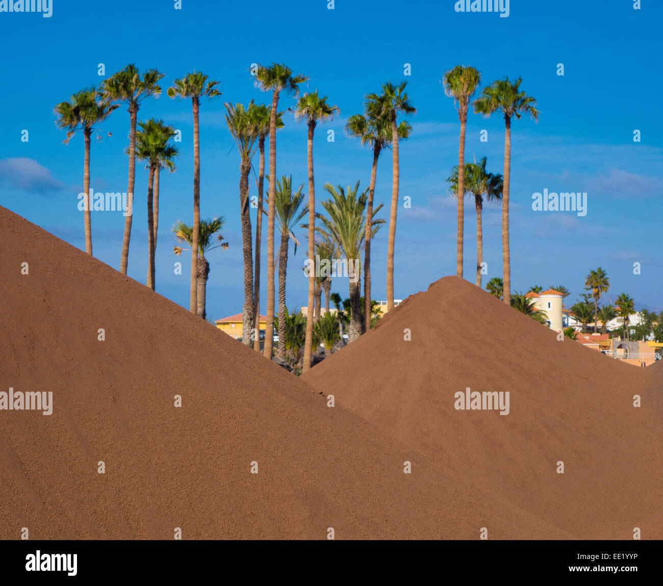 Palm trees with earth mounds Corralejo "Canary Islands" Fuerteventura ...
