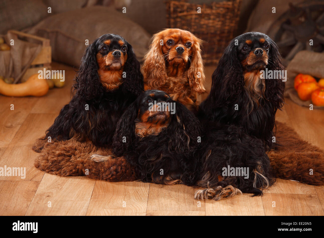 Cavalier King Charles Spaniel, black-and-tan and ruby|Cavalier King ...
