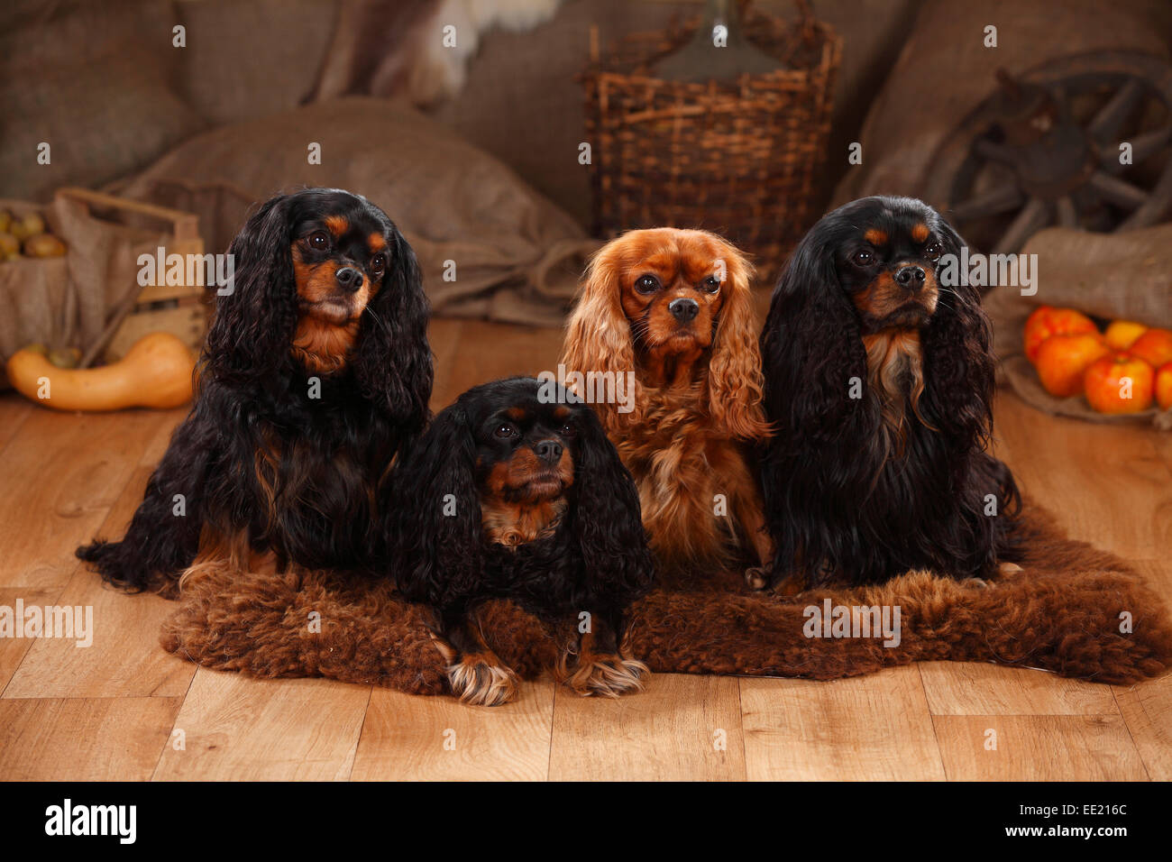 Cavalier King Charles Spaniel, black-and-tan and ruby|Cavalier King ...