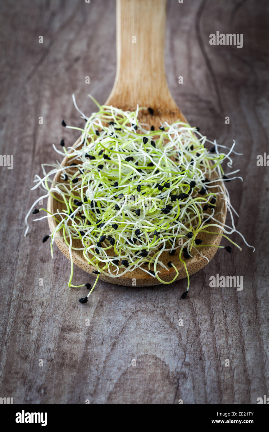 Onion sprouts germ hi-res stock photography and images - Alamy