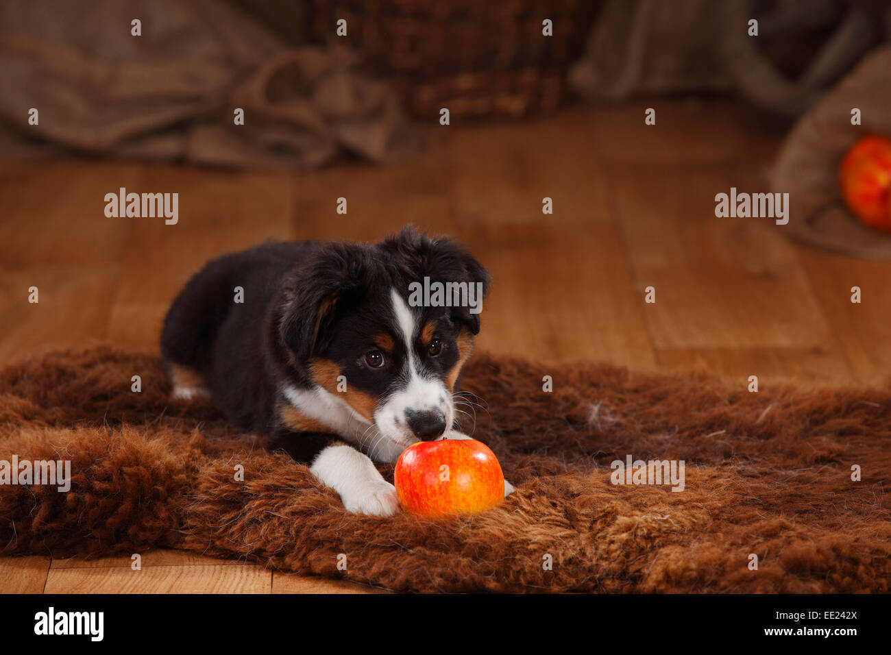Australian Shepherd, puppy, 12 weeks, black-tri|Australian Shepherd ...