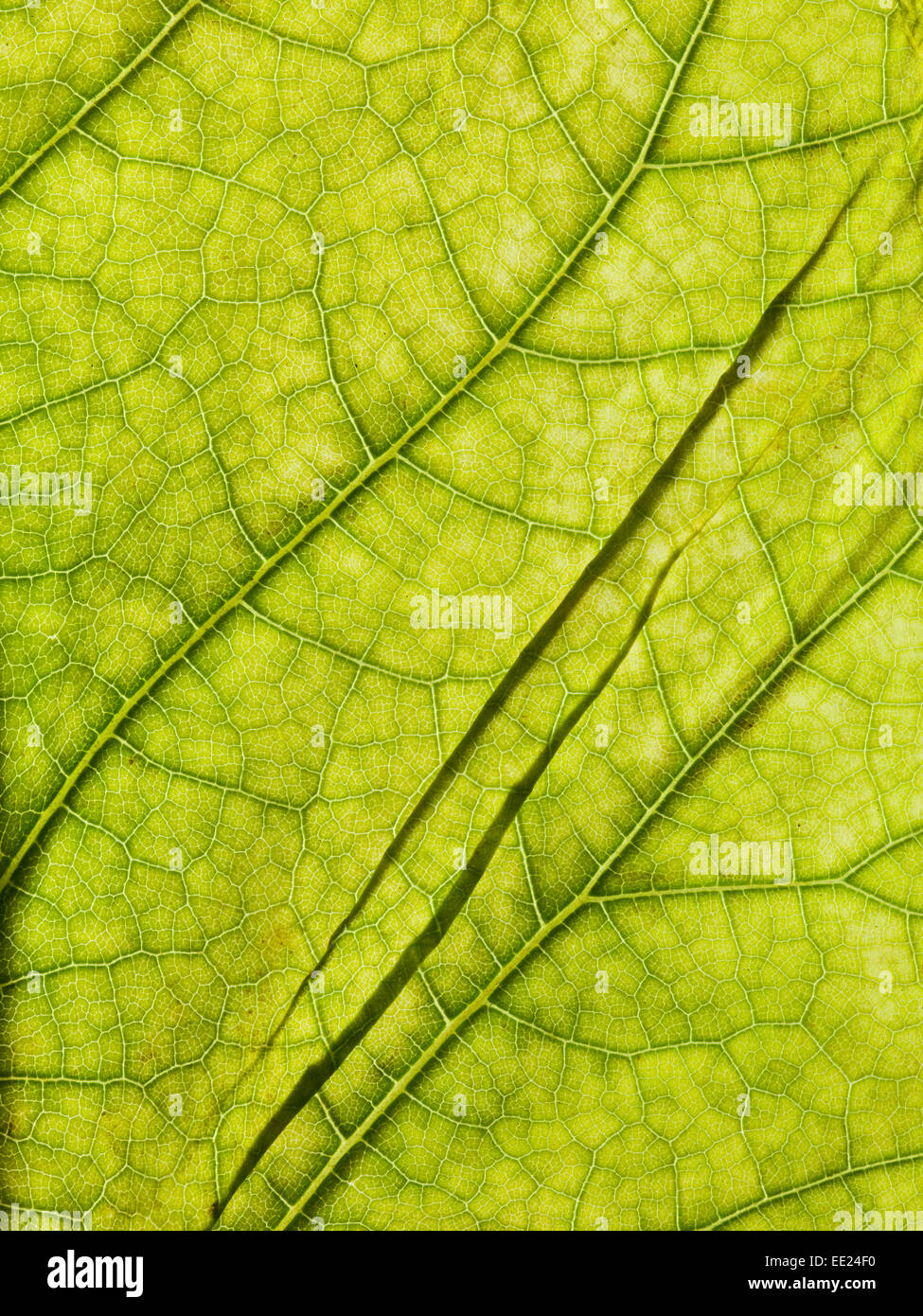 macro of light green leaf Stock Photo - Alamy