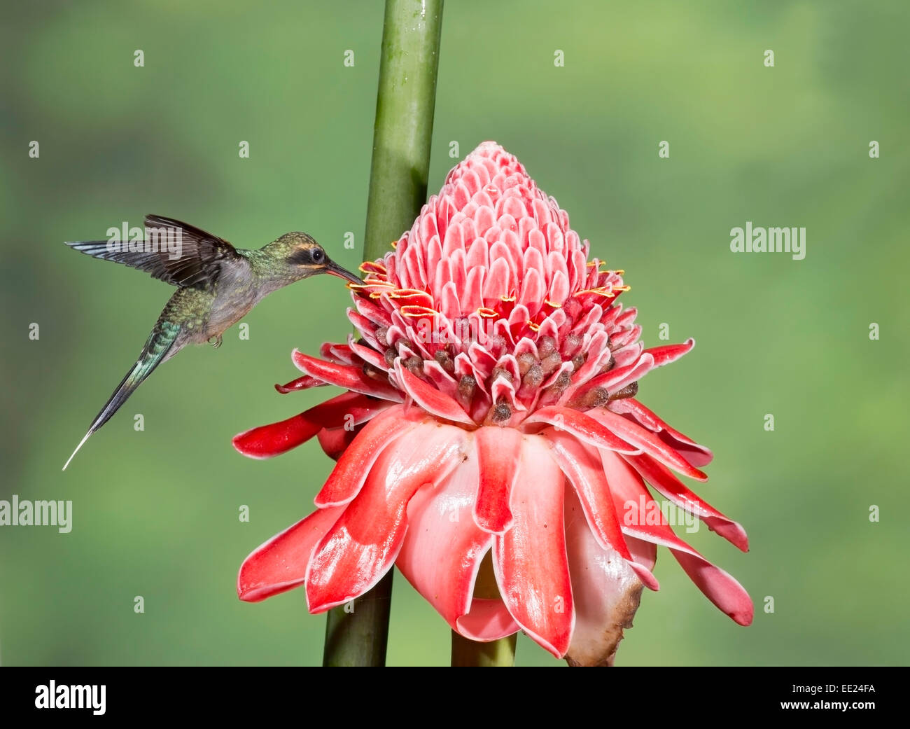 Green hermits hi-res stock photography and images - Alamy