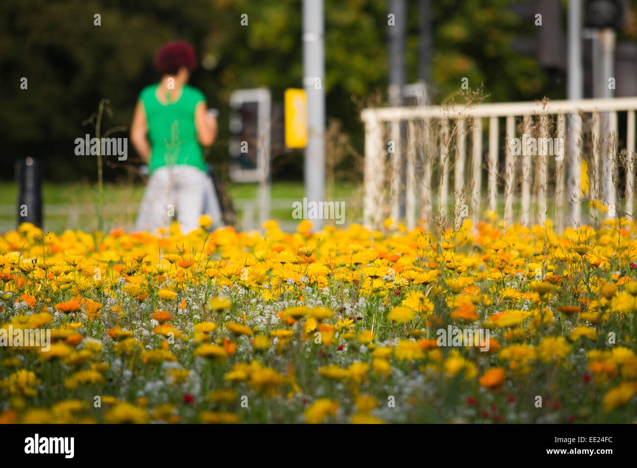 Traffic roundabout flower display Stock Photo - Alamy