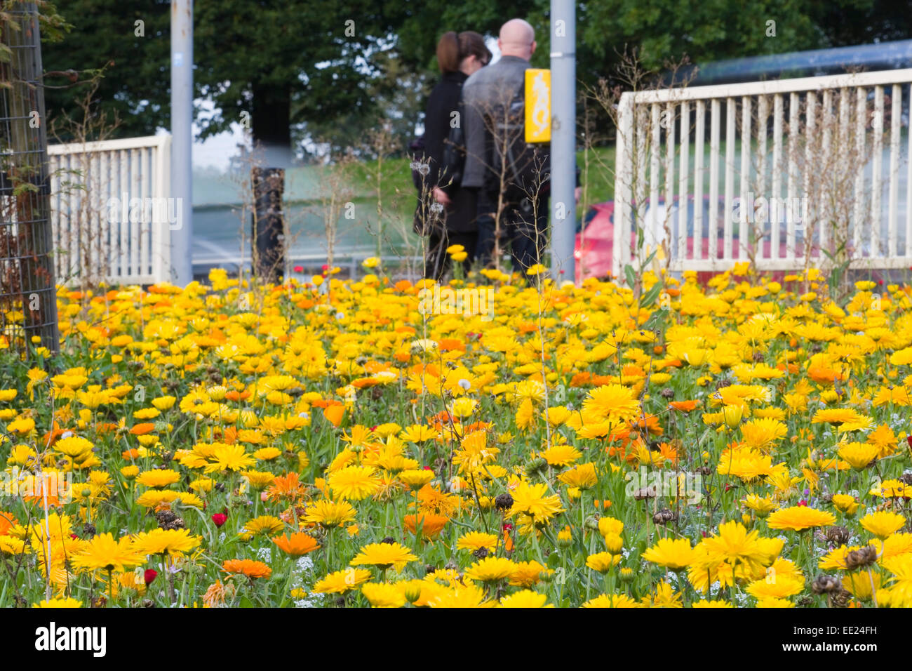 Traffic roundabout flower display Stock Photo - Alamy