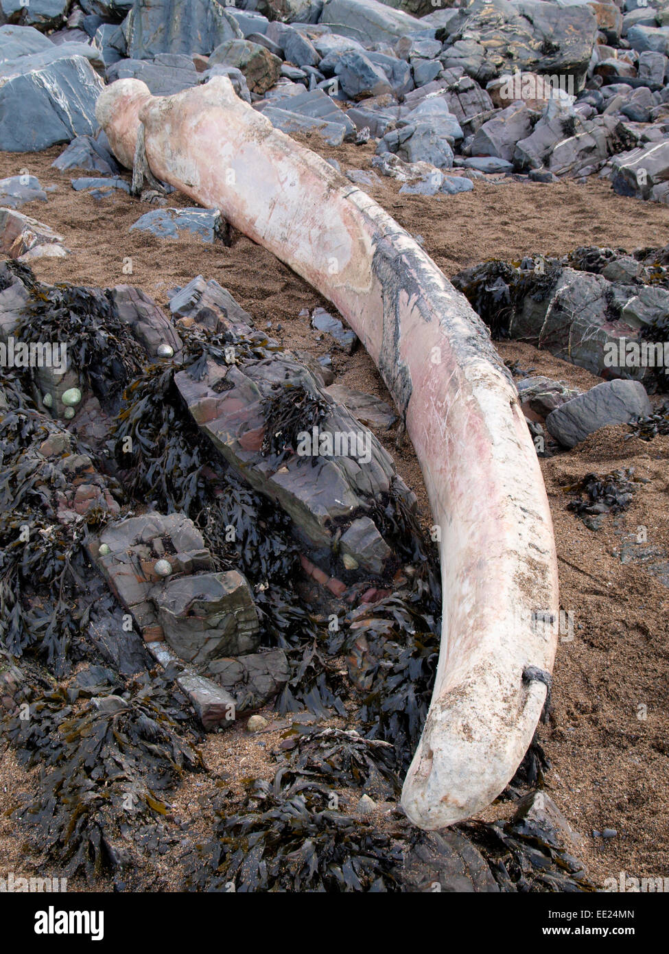 Jaw bone hi-res stock photography and images - Alamy