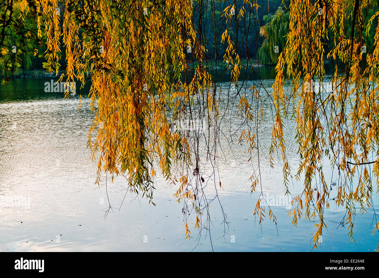 autumn background beautiful beauty bright bush colors day environment ...