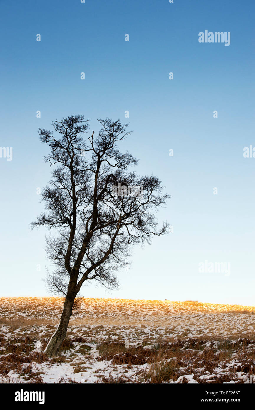 Winter tree in the Northumberland national park. England Stock Photo ...