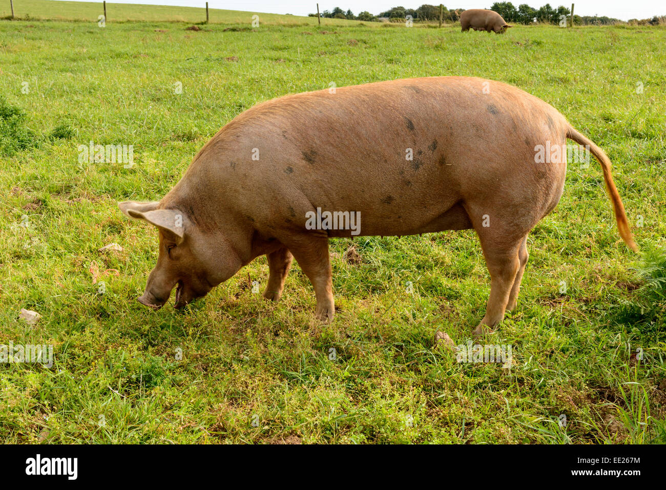 a free-range pig pasturing on a grass field in green Cornwall ...