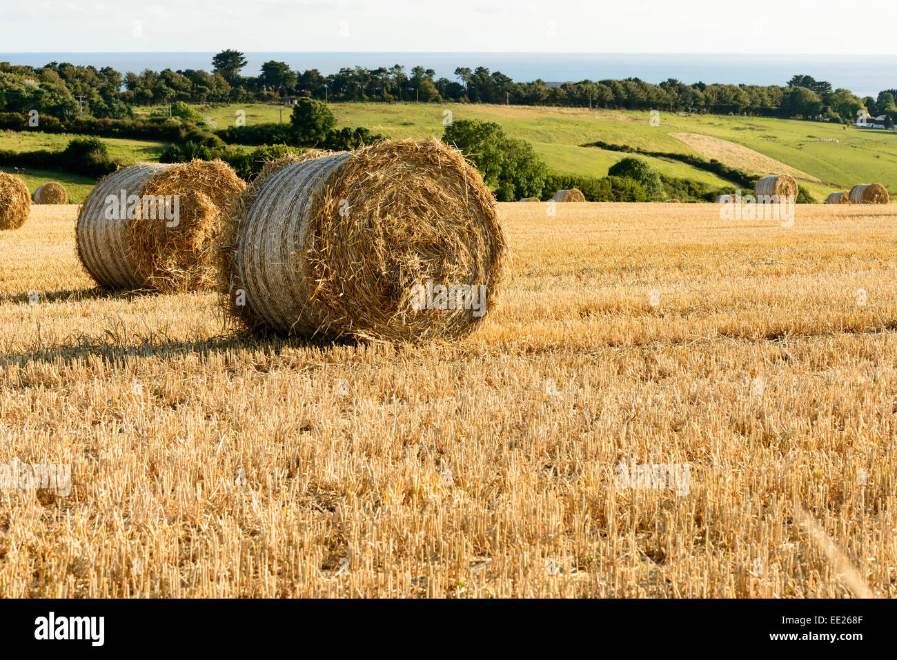 Sheaves of corn hi-res stock photography and images - Alamy