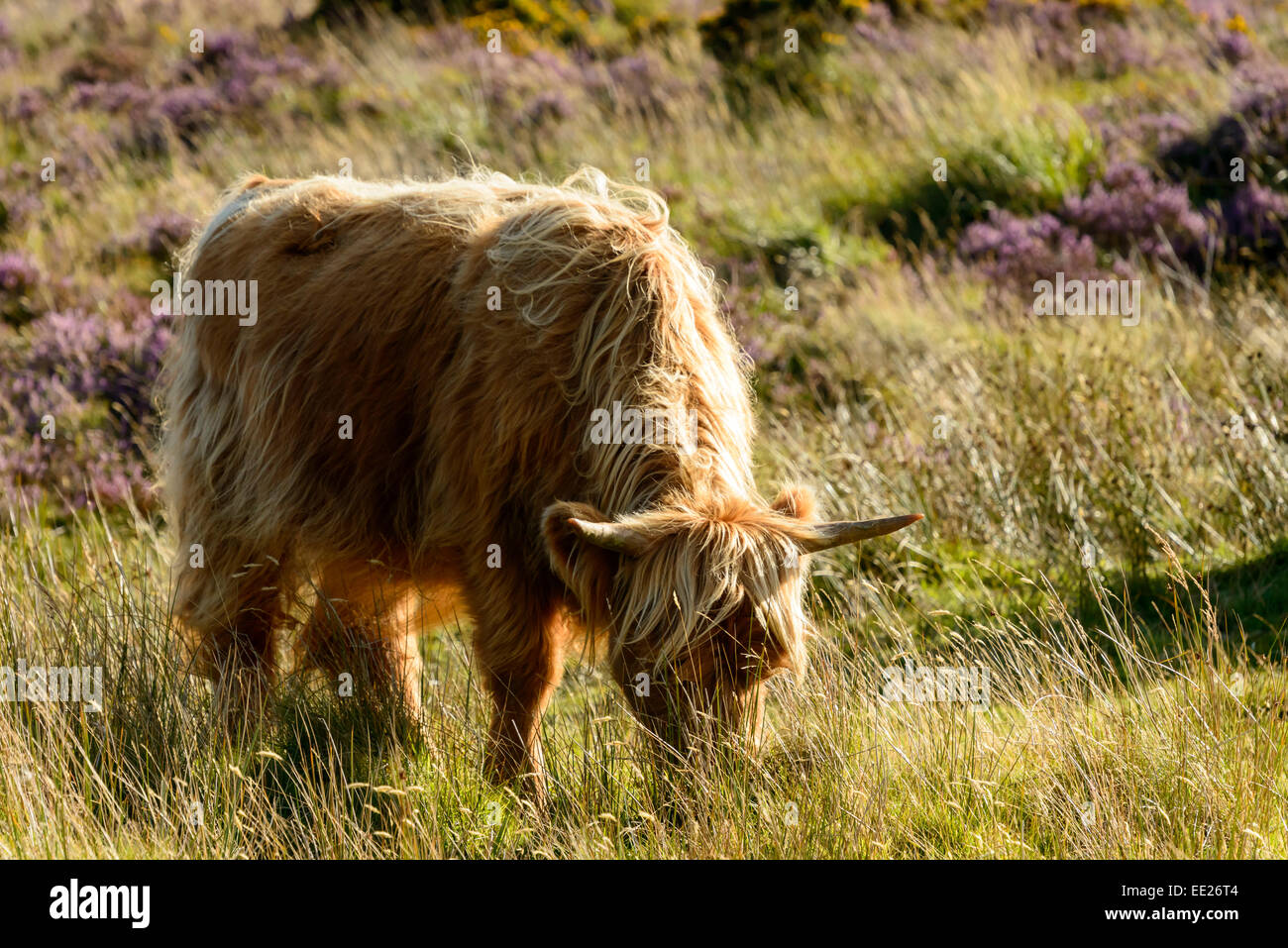 hairy cattle grazing among haether bush in the moor Stock Photo - Alamy