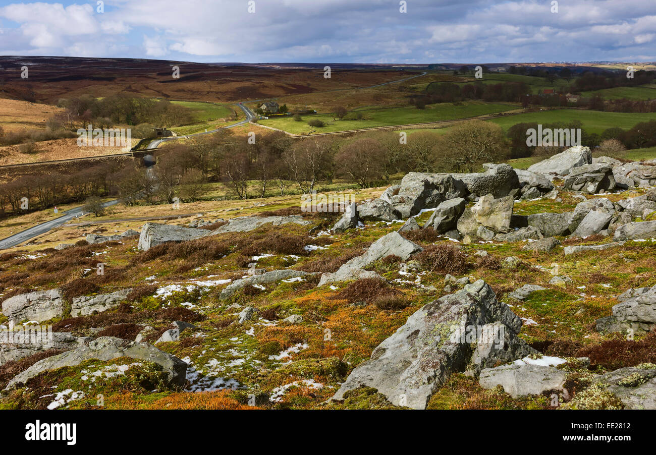 The North York Moors in spring with flowering grasses, moss, heather ...