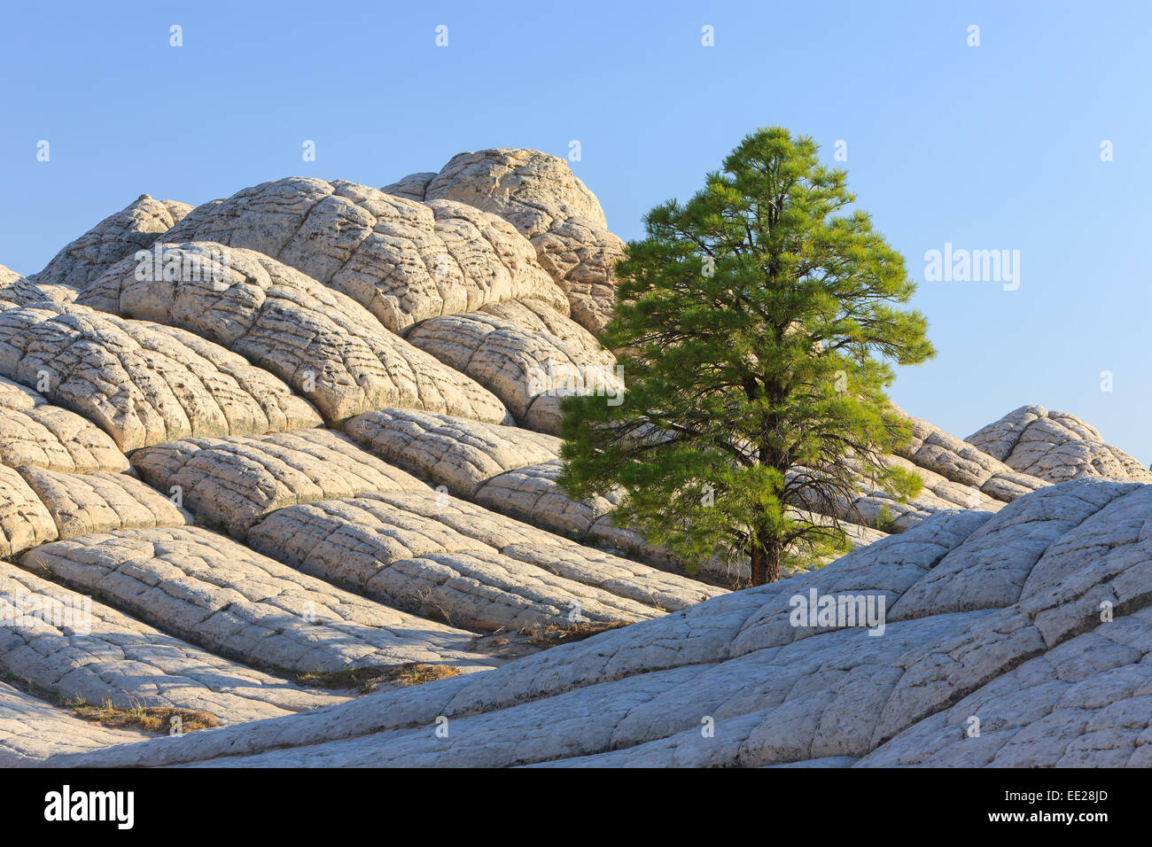 Lonesome tree at the White Pocket deep in the Vermilion Cliffs National ...