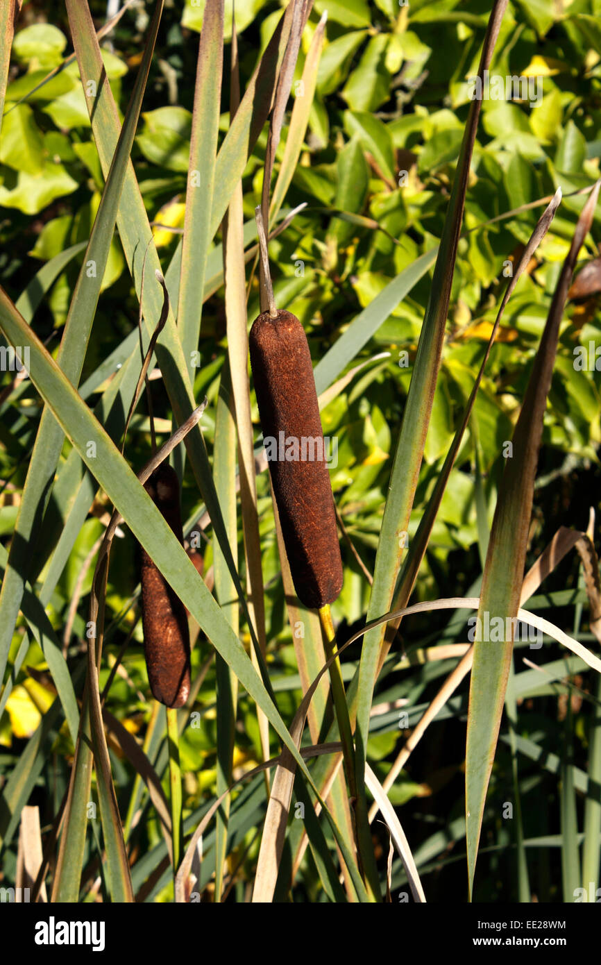 TYPHA. BULL RUSH. CATS TAIL. REED MACE Stock Photo - Alamy