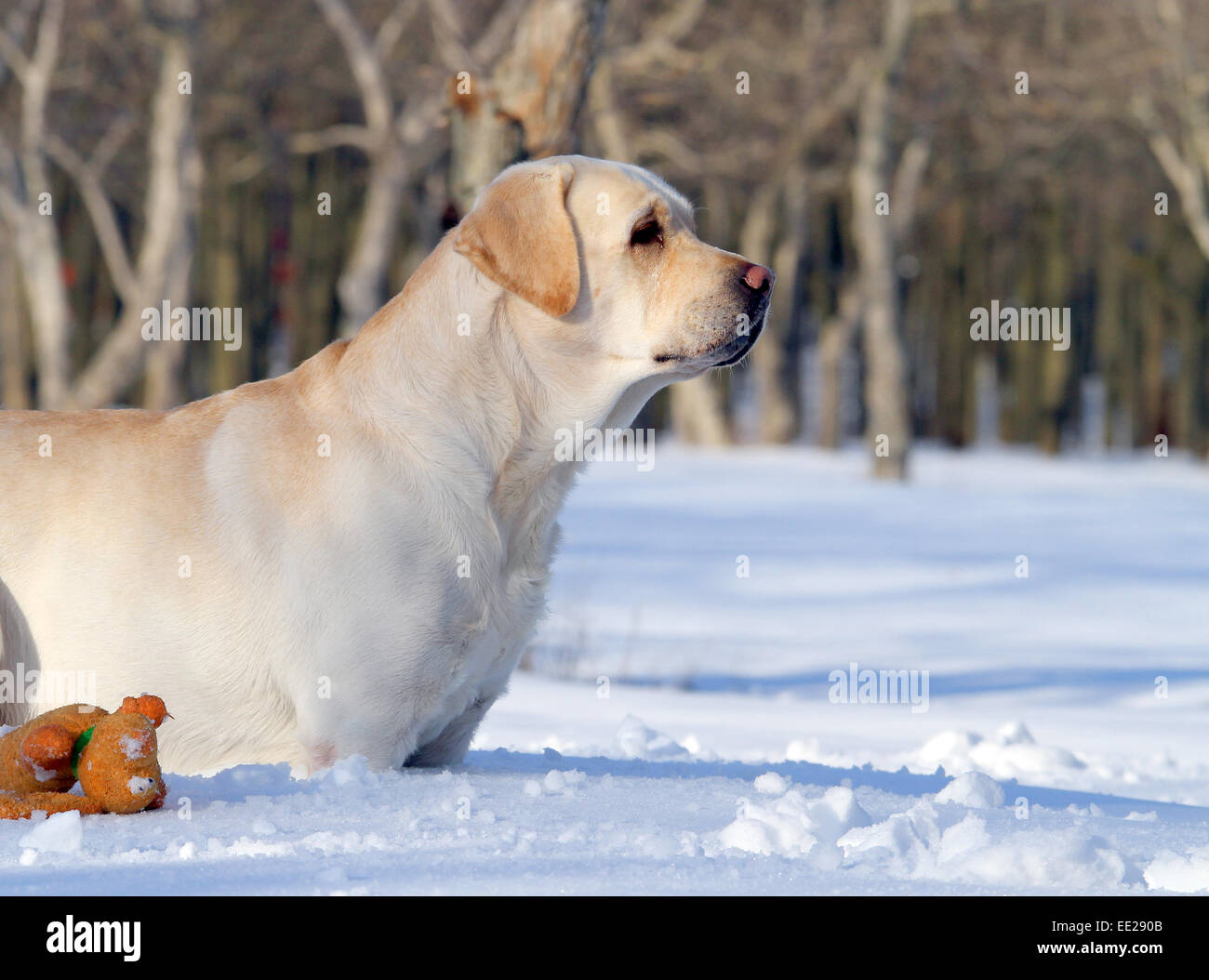 yellow labrador in the snow in winter portrait Stock Photo - Alamy