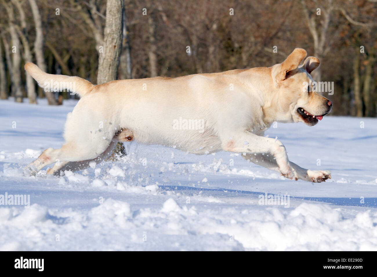 yellow labrador in the snow in winter running Stock Photo - Alamy