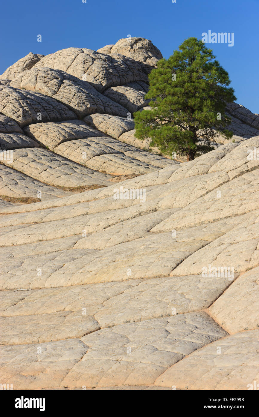 Lonesome tree at the White Pocket deep in the Vermilion Cliffs National ...