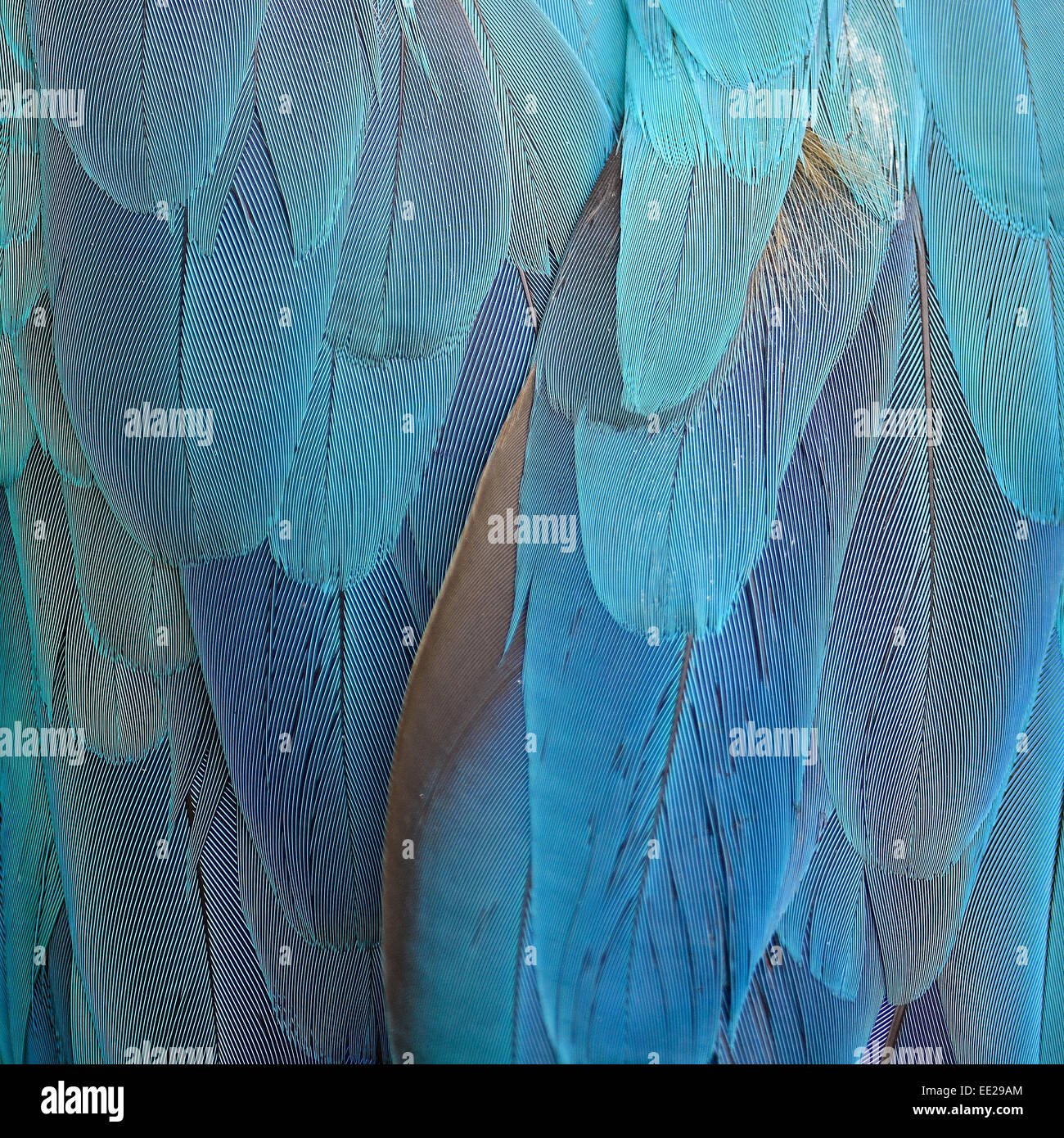 Blue color feathers hi-res stock photography and images - Alamy