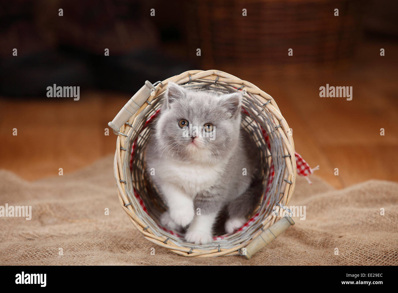 Blue white british shorthair hi-res stock photography and images - Alamy