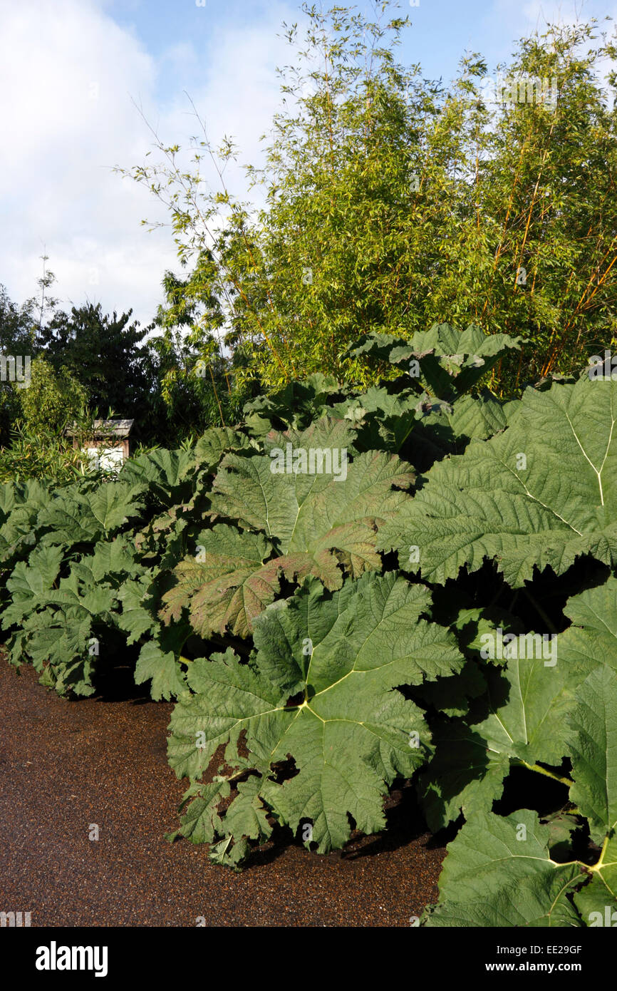 Wet gunnera hi-res stock photography and images - Alamy