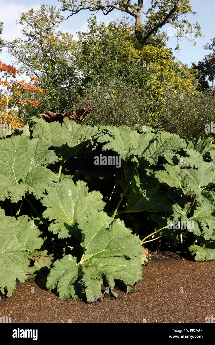 Large gunnera plants hi-res stock photography and images - Alamy