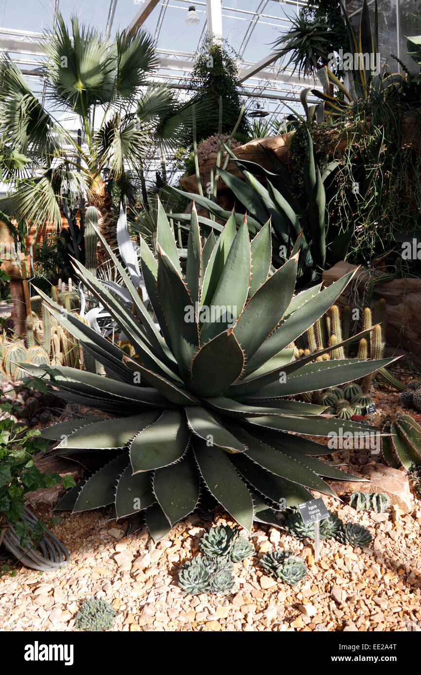 AGAVE TITANOTA. RANCH TAMBOR AGAVE Stock Photo - Alamy