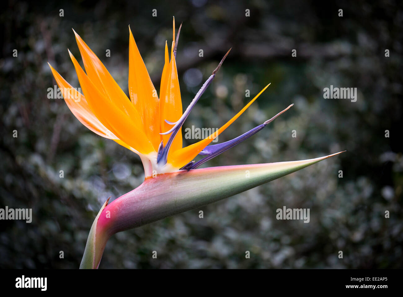 The Yellow Bird of Paradise flower - Strelitzia reginae 'Mandela's Gold ...