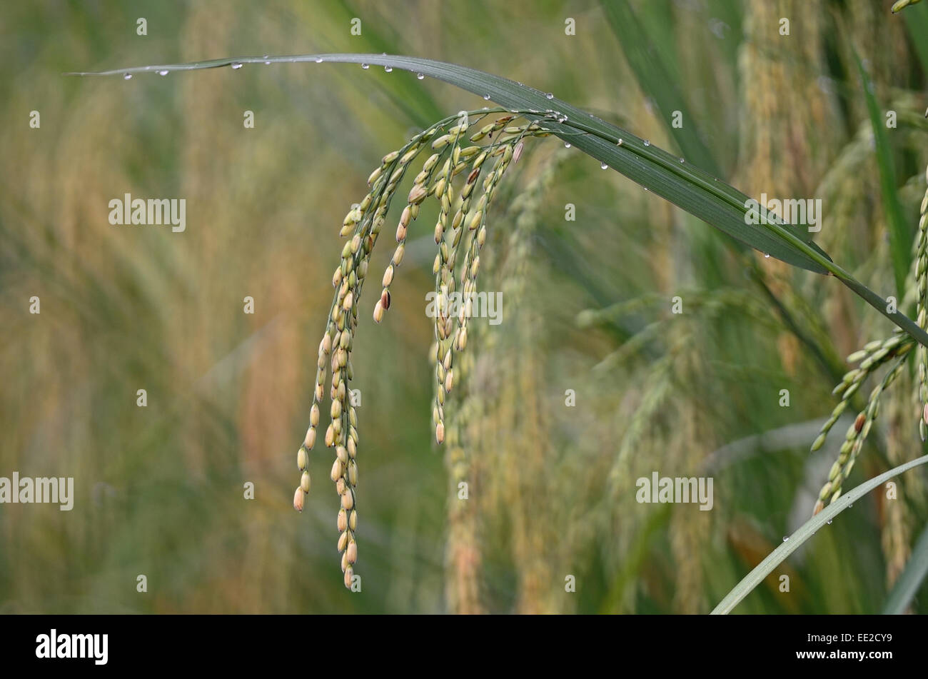 Closeup of rice paddy in plantation Stock Photo - Alamy