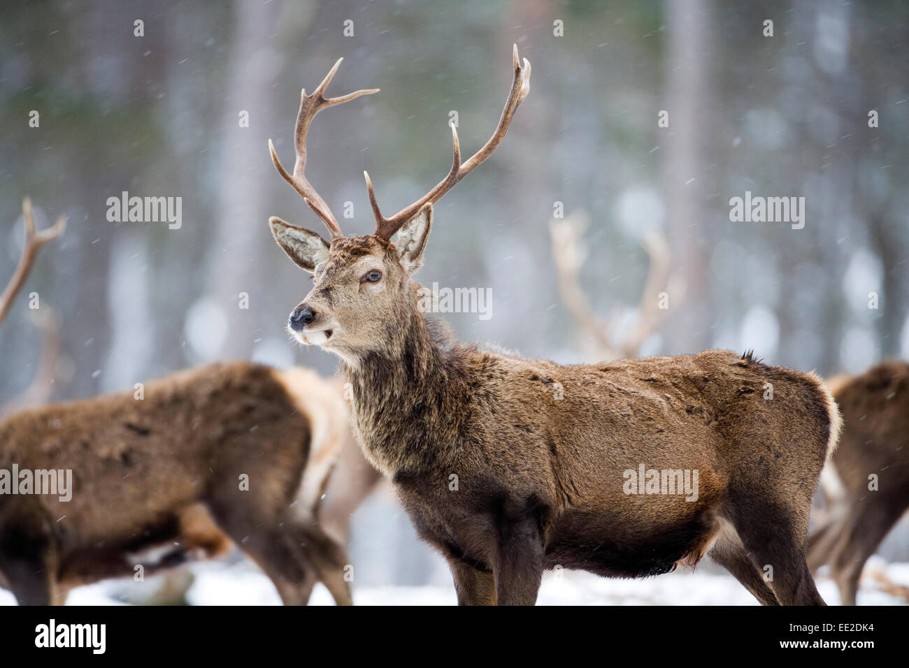 Red Deer in the snow Stock Photo - Alamy